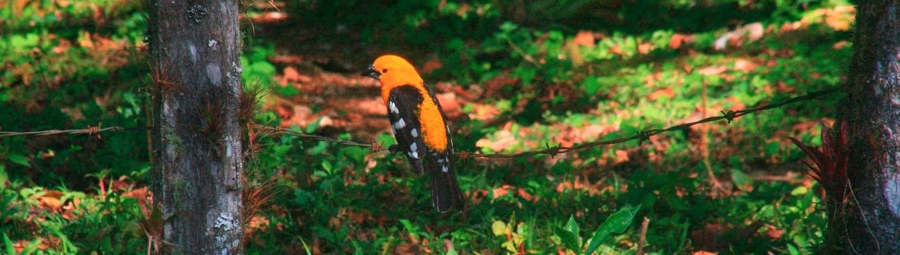 Socoltenango, Chiapas | Guia Turistica México