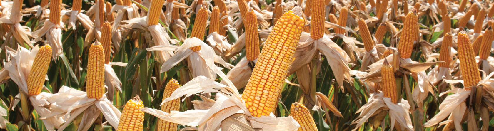 Otáez, Durango | Guia Turistica México