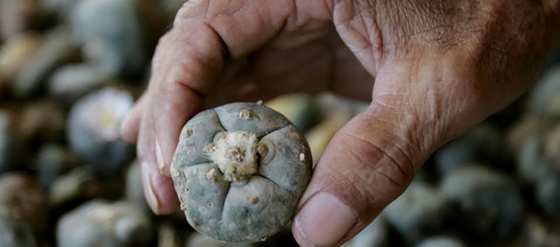 Rodeo, Durango | Guia Turistica México
