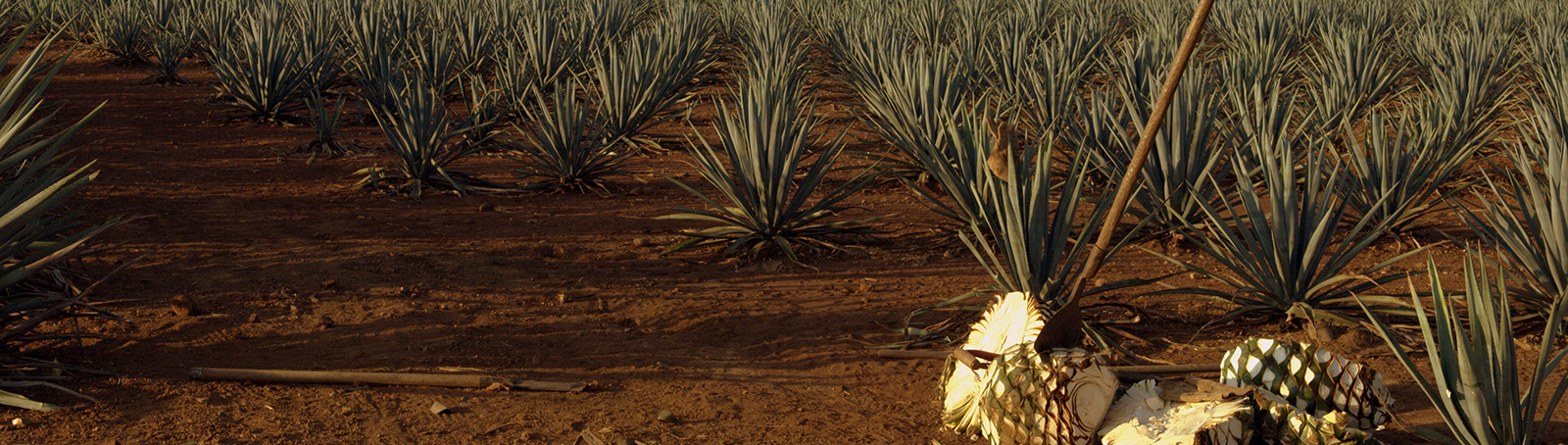 Jamay, Jalisco | Guia Turistica México