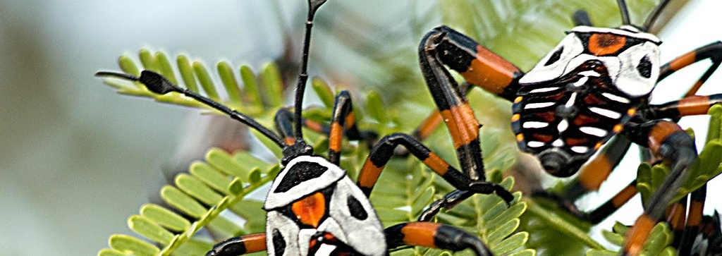 Tultitlan de Mariano Escobedo, Estado de México | Guia Turistica México