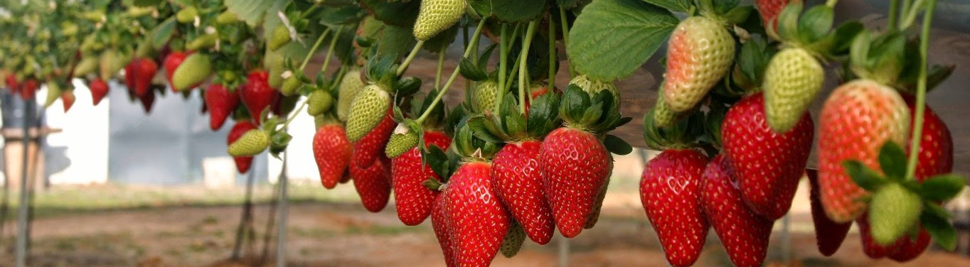 Jiménez, Michoacán | Guia Turistica México