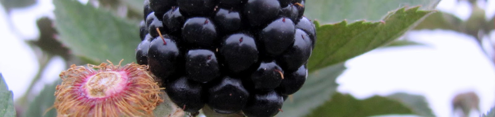 Sahuayo, Michoacán | Guia Turistica México