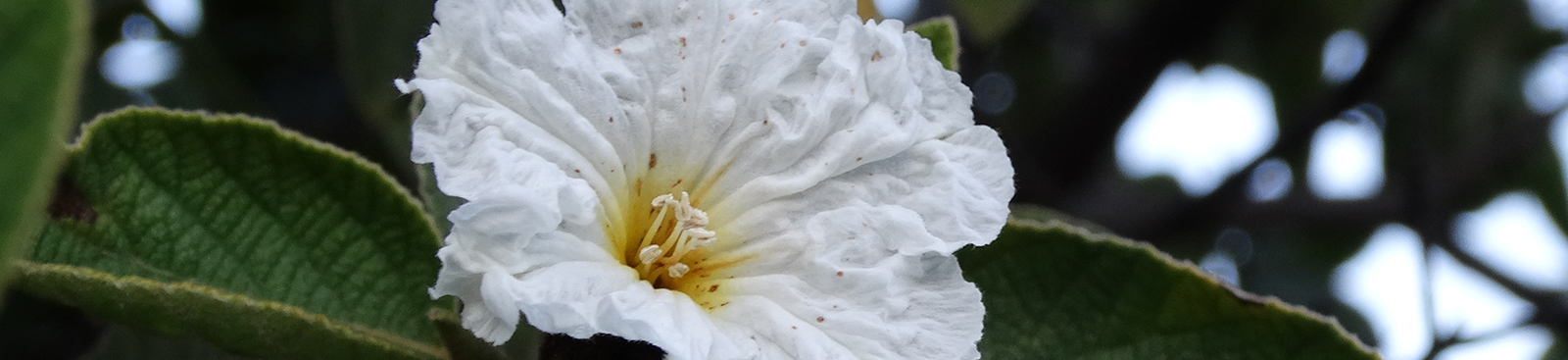 Parás, Nuevo León | Guia Turistica México