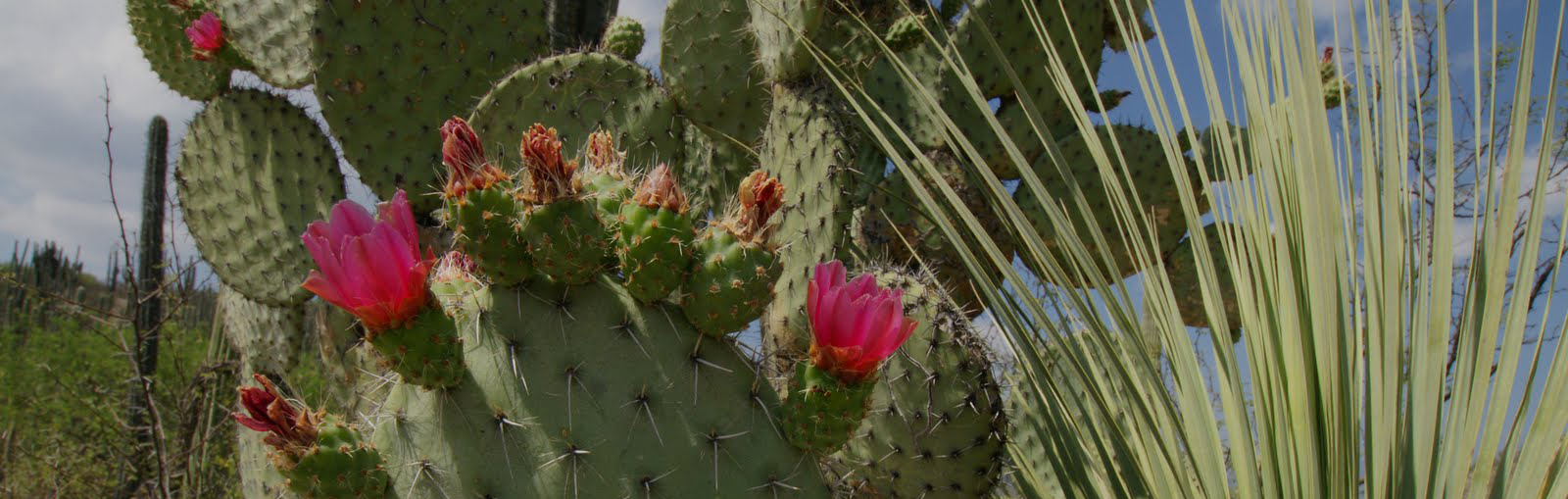 Tepeaca, Puebla | Guia Turistica México