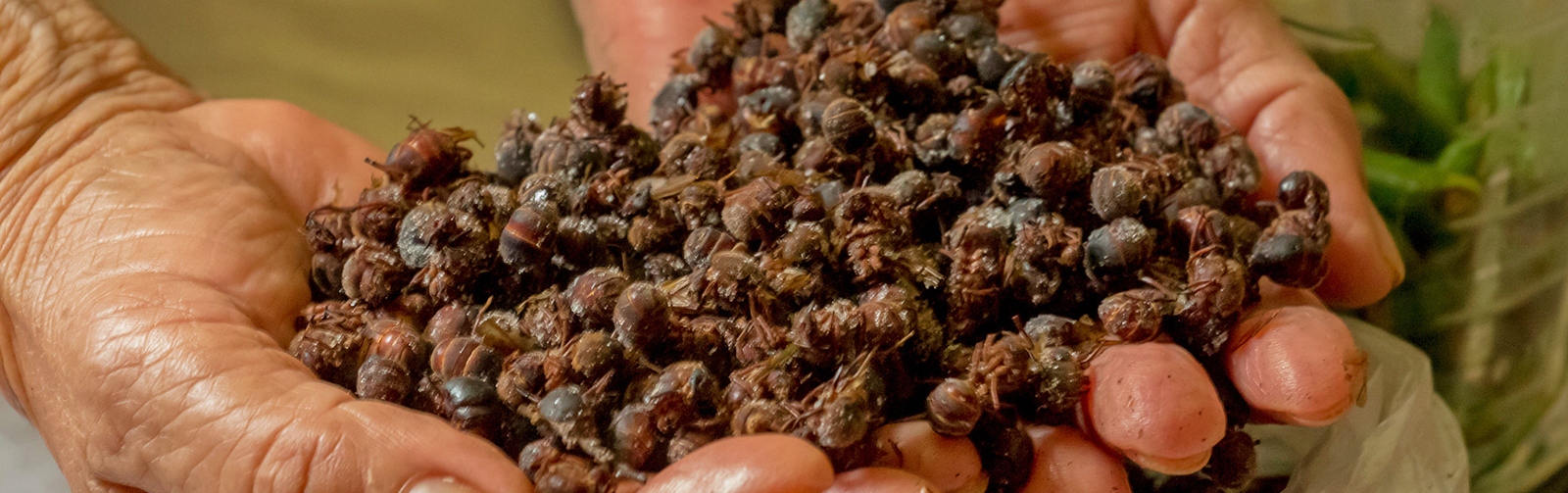 Huatusco, Veracruz | Guia Turistica México