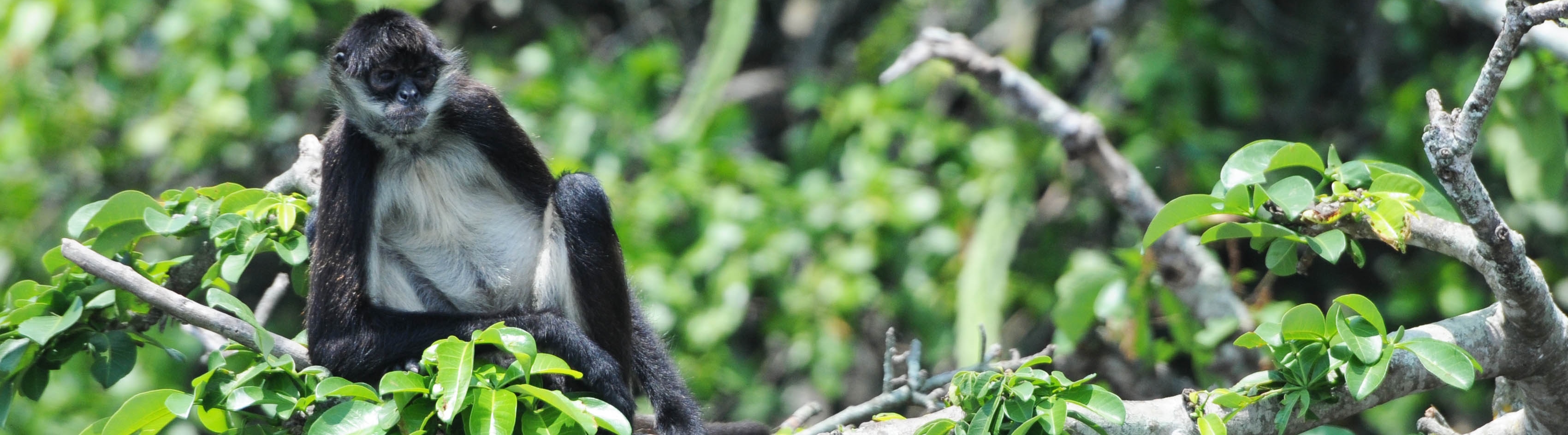 Río Blanco, Veracruz | Guia Turistica México