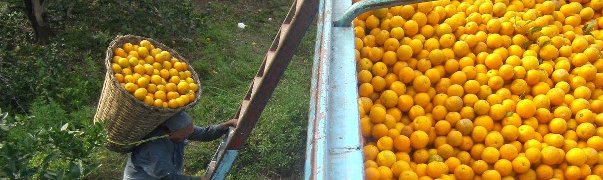 Alamo Temapache, Veracruz | Guia Turistica México